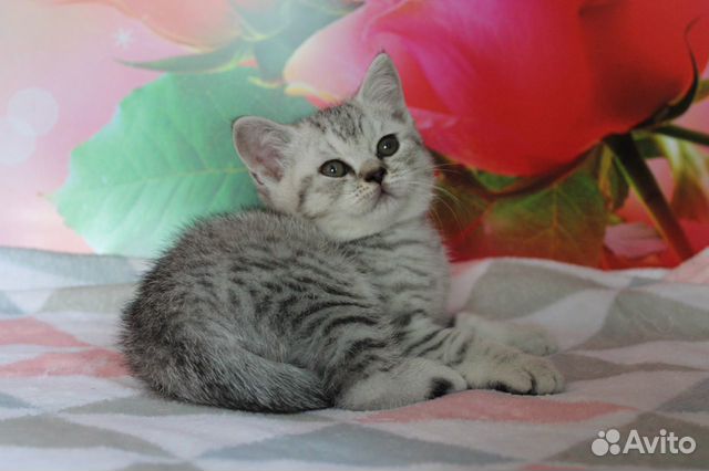 Британский котёнок окрас вискас