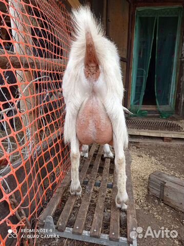 Альпийские козы и зааненские