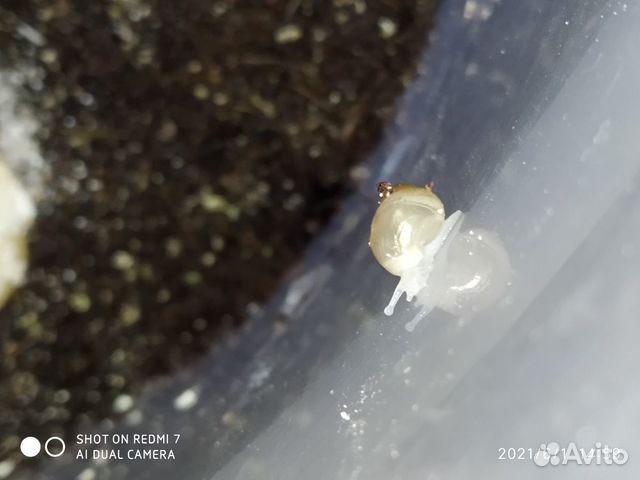 Детки улитки ахатины