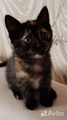 Котёнок Гав (девочка 2,5 мес)