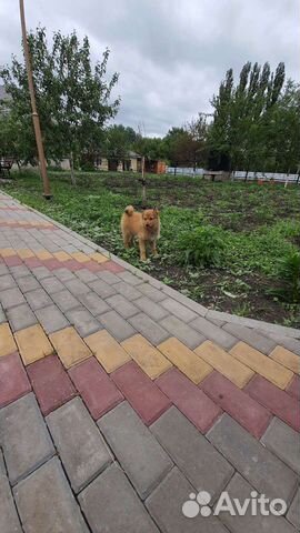 Карело финская лайка