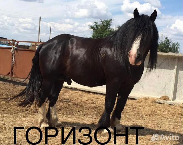 Кабылы с жеребятами