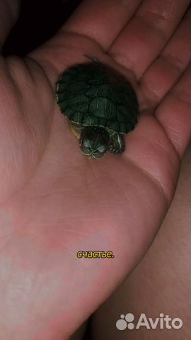 Красноухая черепаха бесплатно с аквариумом