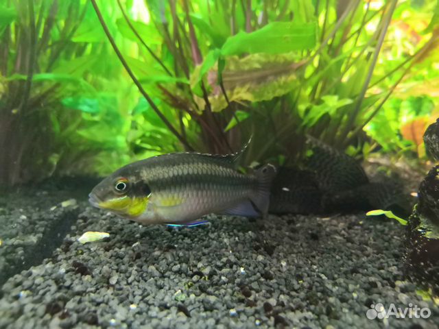 Пельвикахромис пульхера самцы