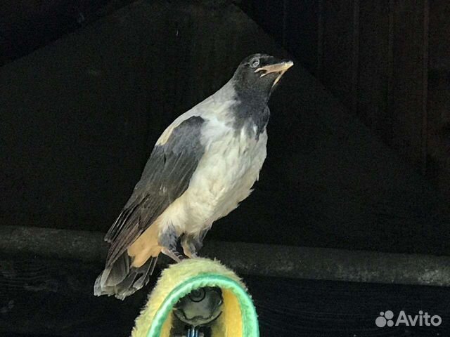 Ворон ручной