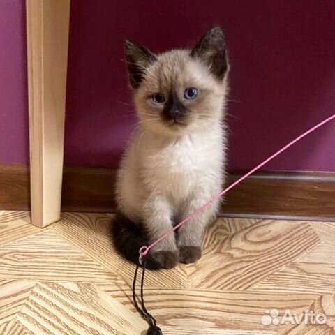 Котенок Риччи в заботливые ручки