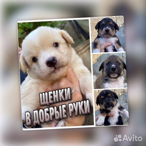 Щенки в добые руки