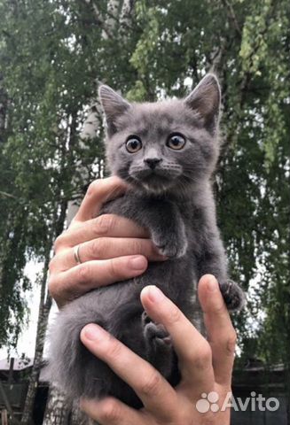 Чудо котенок фенотип русской голубой 2 мес. в дар