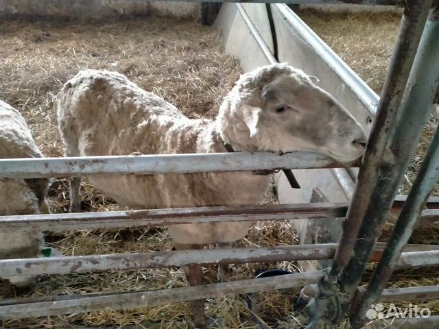 Овцы бараны