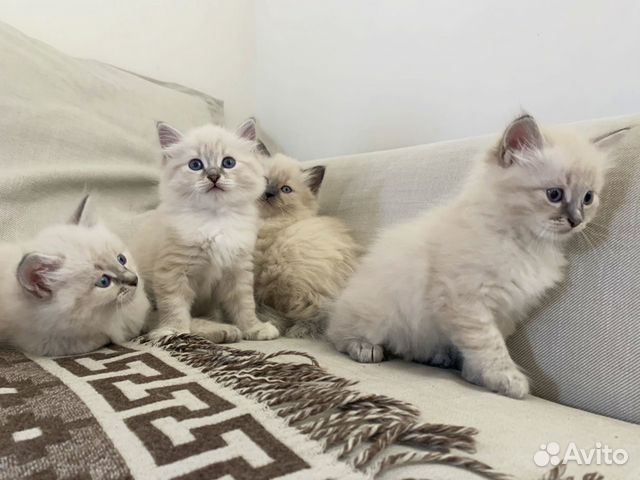 Котята Невская Маскарадная