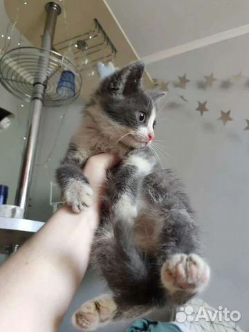 Котики сладкие