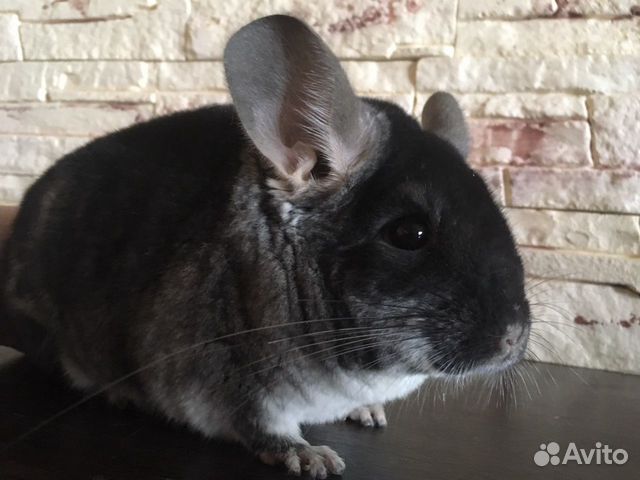 Шиншилла черный бархат