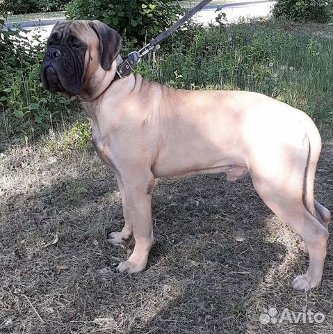 Щенок Бульмастифа