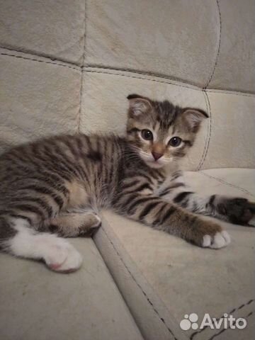 Кошка в дар