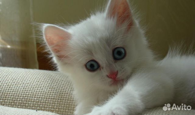Продаю котенка (мальчик)