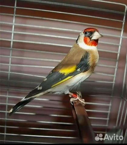 Певчие птицы