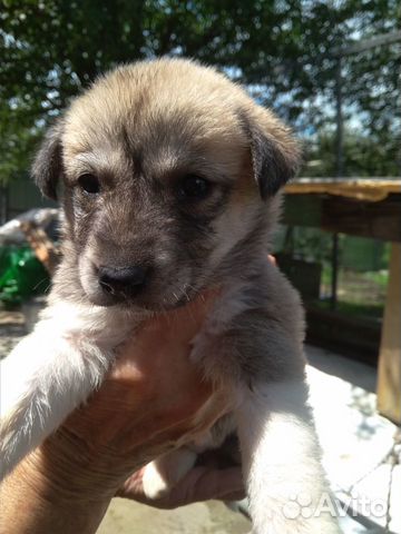 Плюшевое чудо