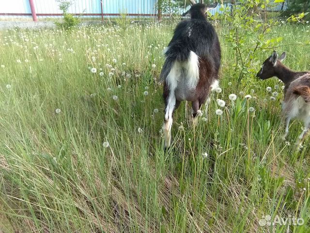 С/х животные
