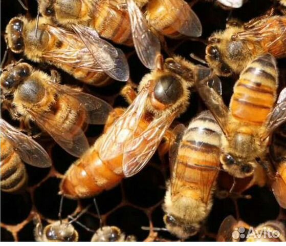 Плодная матка