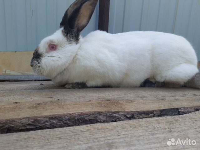 Крольчиха сукрольная покрытая