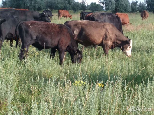 Бычки и телки