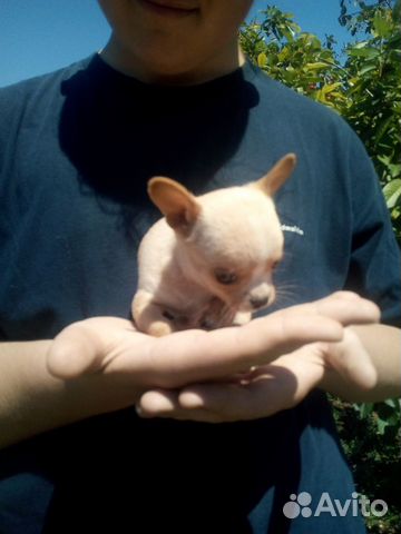 Чихуахуа с ладошку