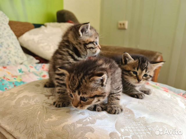 Кошки Скотиш фолд