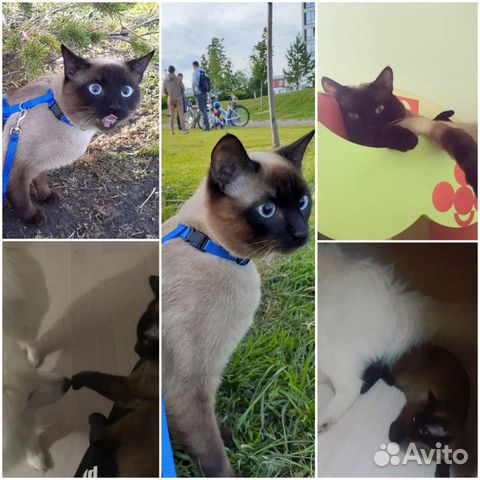 Тайский кот со всем необходимым и даже больше