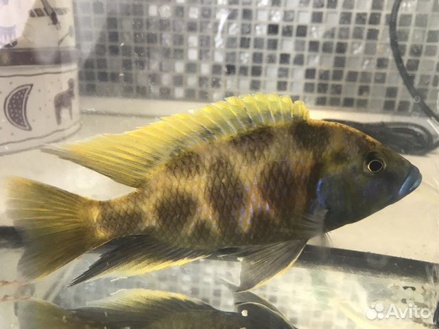 Рыба цихлида