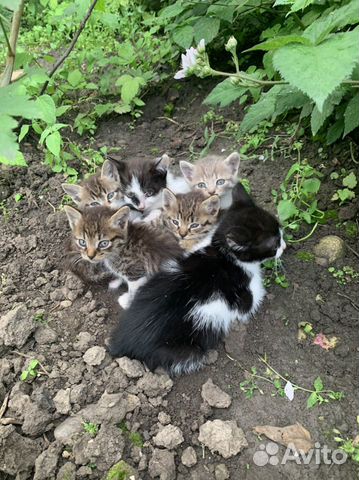 Котята в добрые руки даром безОплатно