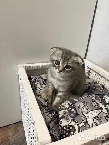 Шотладские вислоухие котята