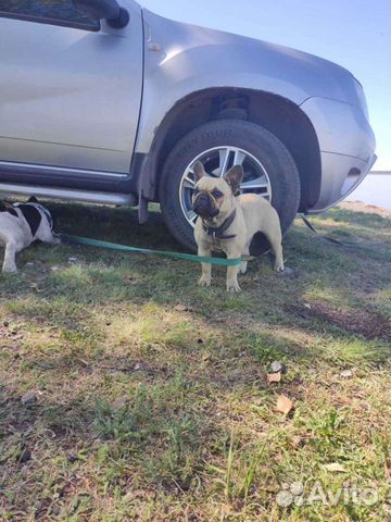 Потерялась собака