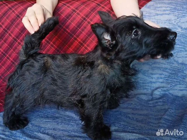 Скотч-терьер