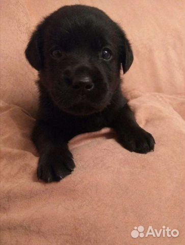 Щенки лабрадора