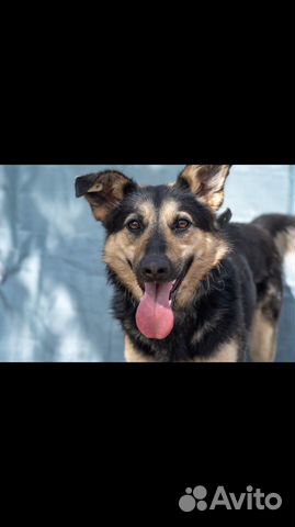 Овчарка Сюзанна