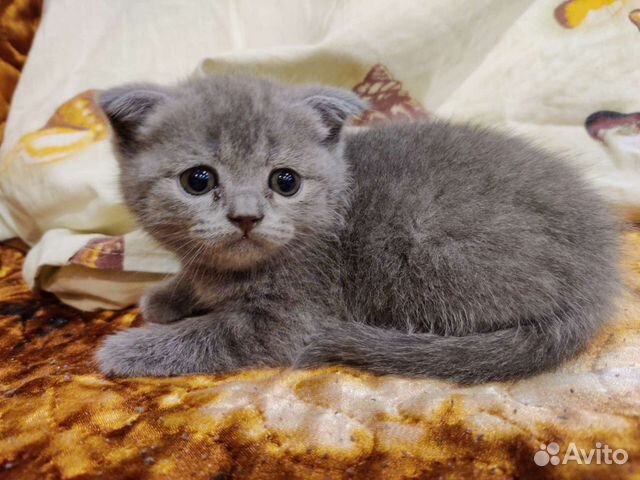 Шотландская