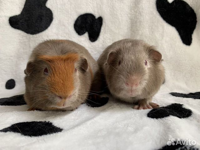 Морские свинки крестед и селф мальчишки