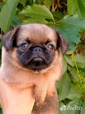 Барабульки