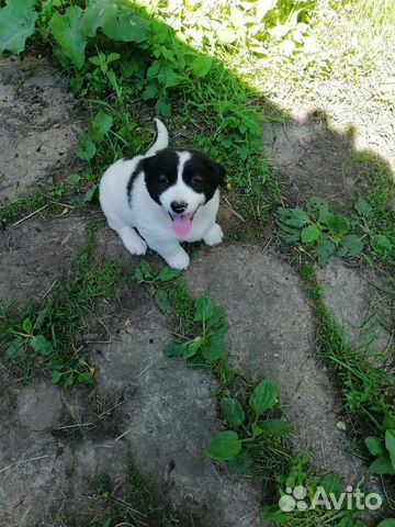 Щенок в добрые руки