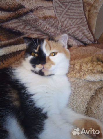 Отдам бесплатно вислоухую кошечку