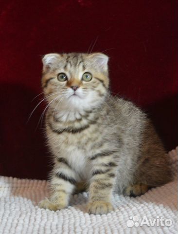 Девочка тигр