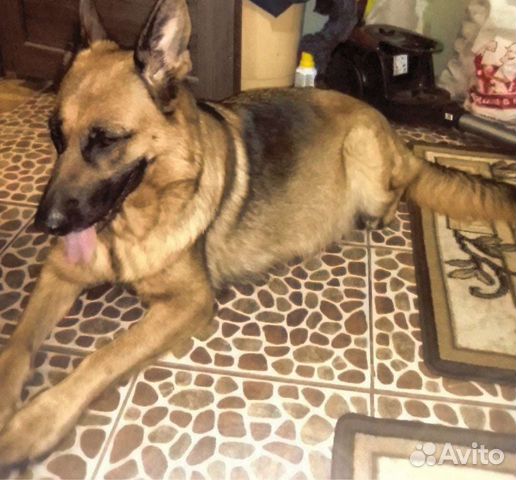 Собаки щенки немецкая овчарка
