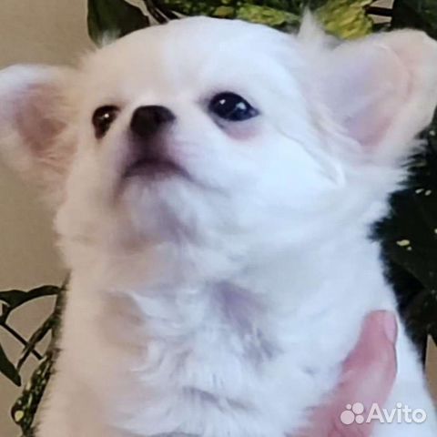 Чихбэби