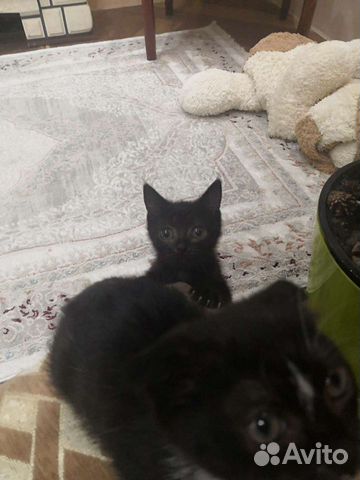 Смешная малышка "в очках" котенок девочка