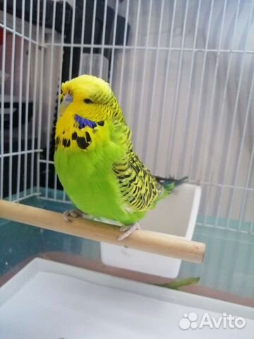 Волнистый попугай ввп чех