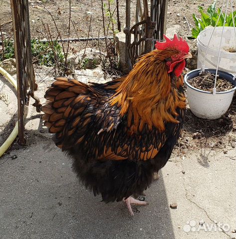 Петух порода Брама золотоокаймлённый
