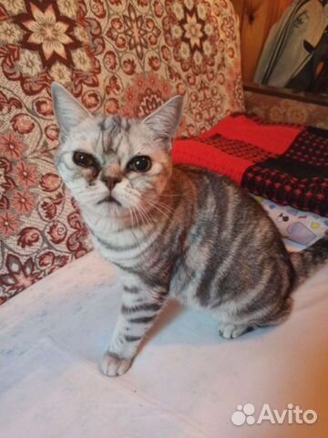 Британская