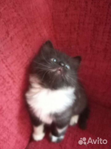 Сибирская кошка