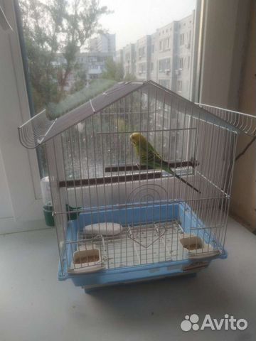 Волнистый попугай с клеткой