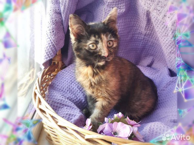 Котёнок Маленькая леди в дар